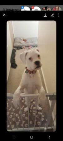 10 Month Old Female Boxer Cross For Sale in Eastleigh, Hampshire