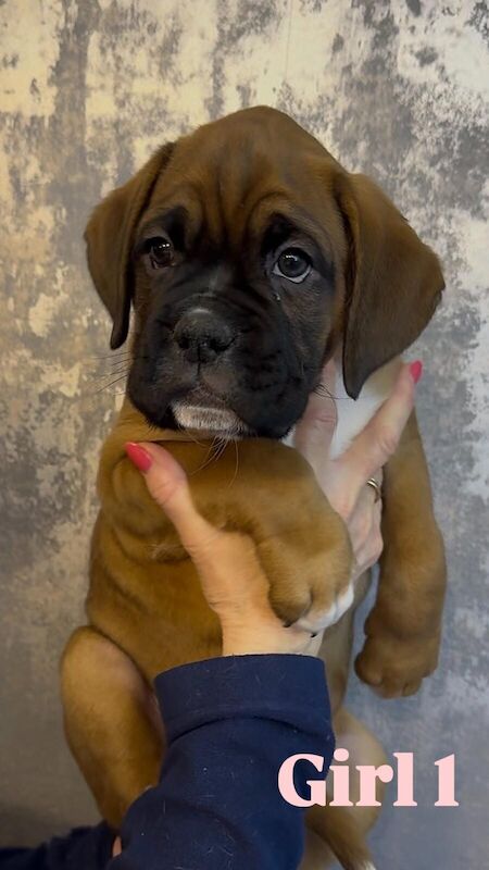 2 Beautiful Baby Boxer Girls Left !!! For Sale in Barnsley, South Yorkshire