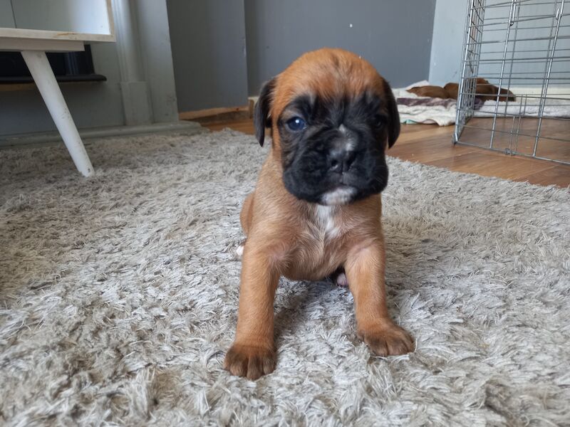 1 Beautiful Bobtail Puppy For Sale - Boxer Puppies For Sale in ...