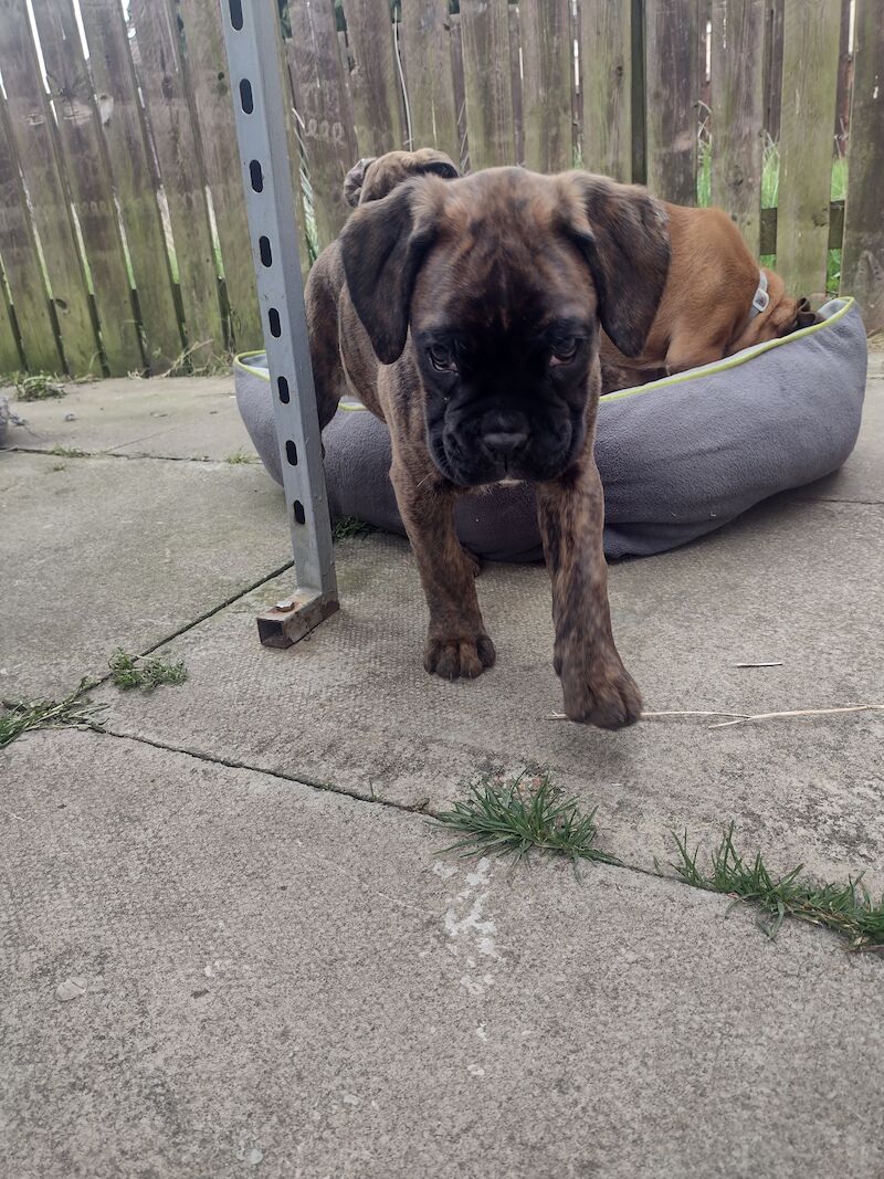 5 Boxer Puppies For Sale in Kirkcaldy, Fife