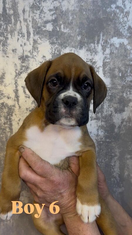 Buy and sell Boxer puppies and dogs online | Boxer Owners