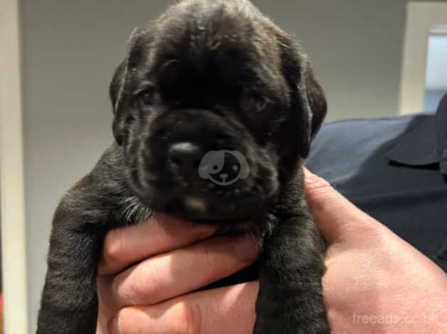 Beautiful Black Boxer Puppies- Pedigree KC For Sale in Ealing, Ealing ...