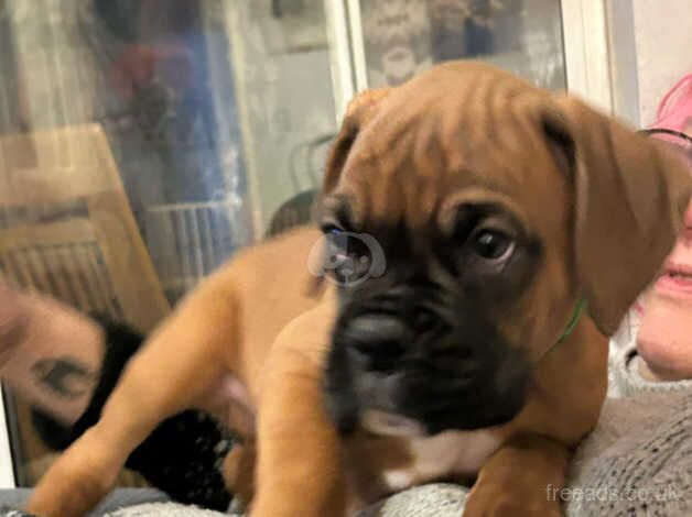 Beautiful Kc Registered Bobtail Boy Boxer Red With Black Mask For Sale ...