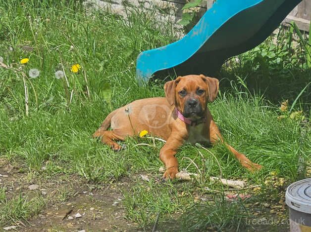 Buy and sell Boxer puppies and dogs online | Boxer Owners