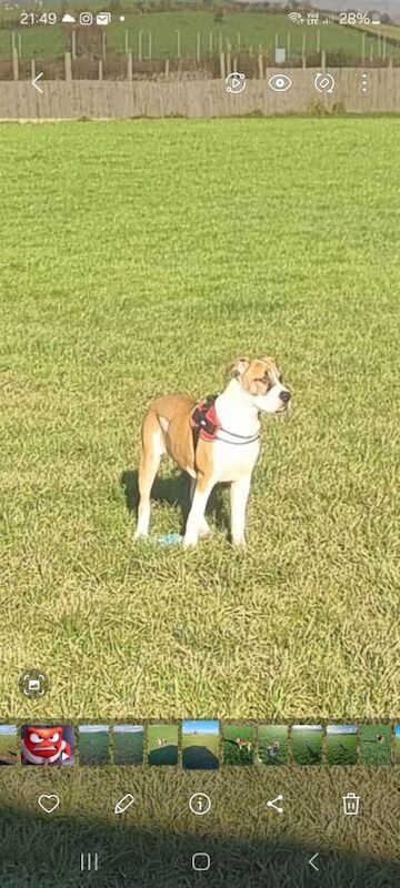 Buy and sell Boxer puppies and dogs online | Boxer Owners