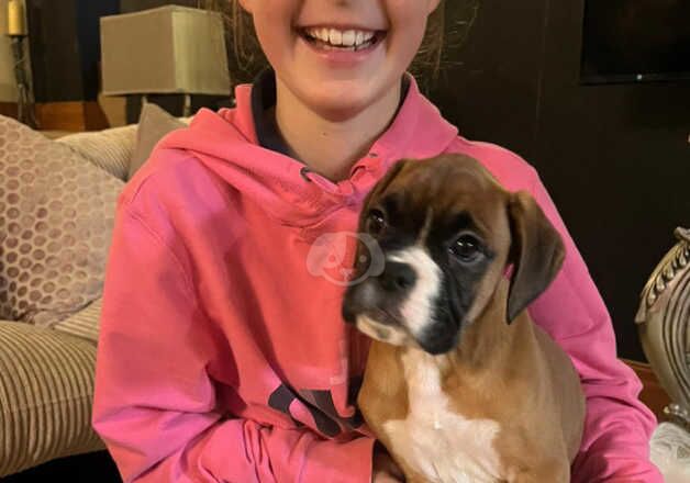 KC REG BOBTAIL AND TAILED BOXER PUPPIES For Sale in Burnley, Lancashire