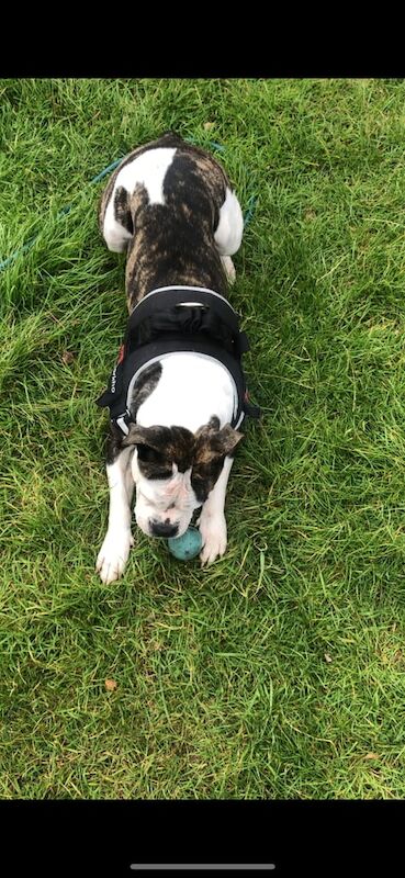 Buy and sell Boxer puppies and dogs online | Boxer Owners