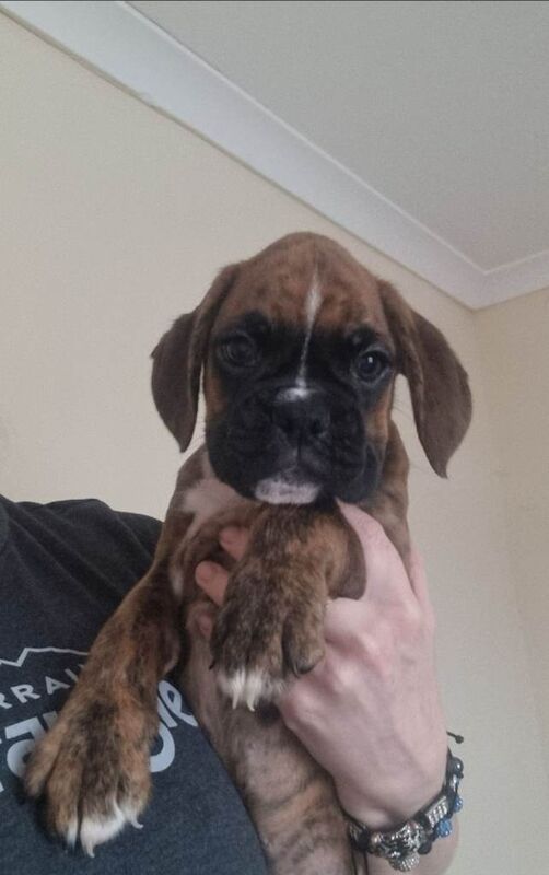 Ready Now Boxer Puppy For Sale in Wisbech, Cambridgeshire | Boxer Owners