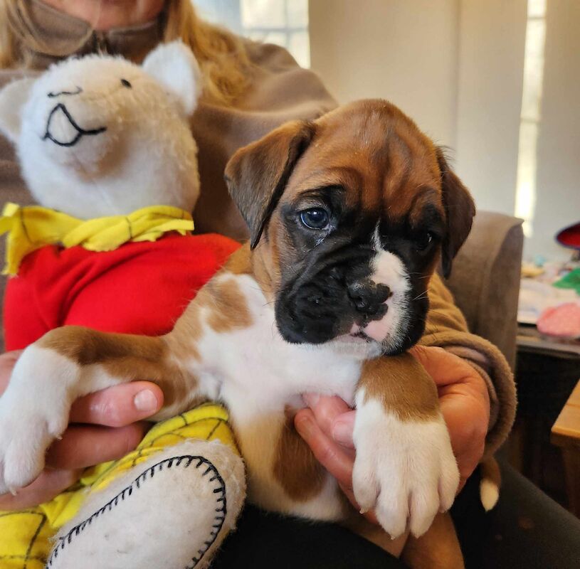 Stunning Boxer Puppies For Sale in Hinckley, Leicestershire