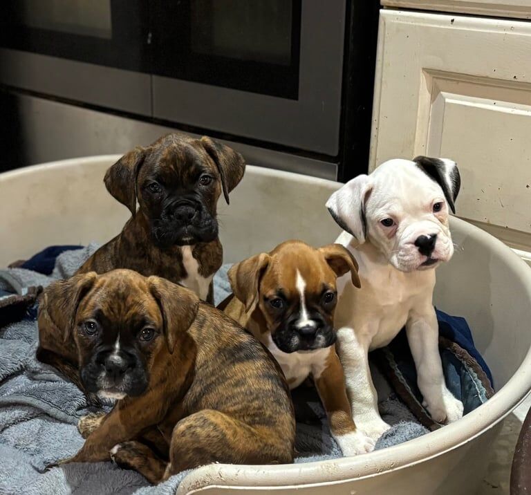 White boxer puppies for sale store