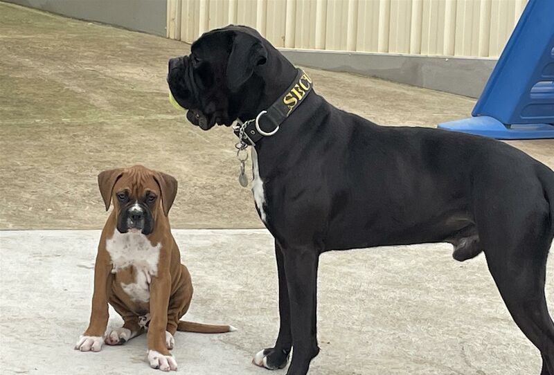 Fawn & Black Boxer Puppies For Sale in London, City of London, Greater ...